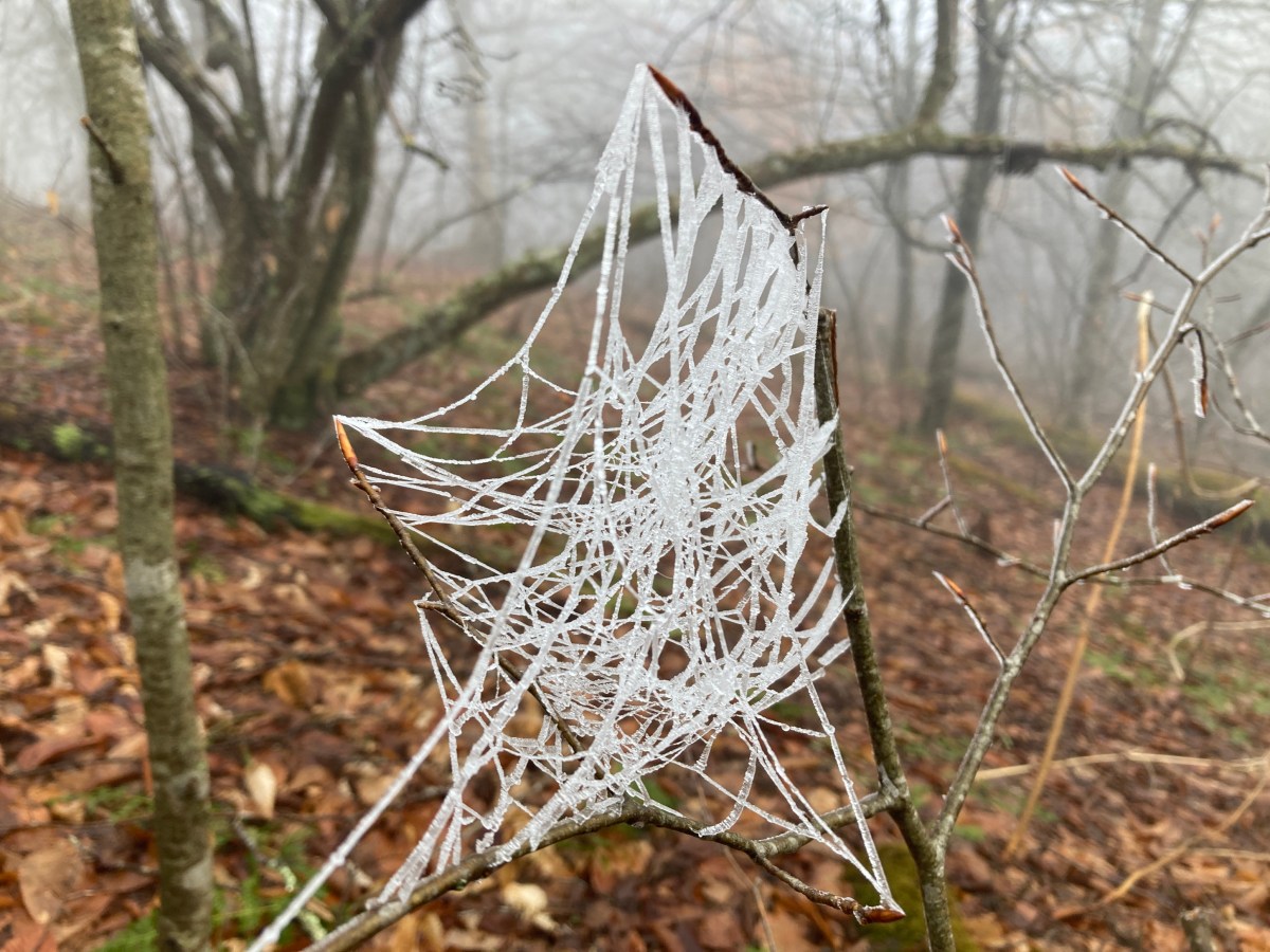 AT Day 20 – Hitting My Stride – Hike For Days